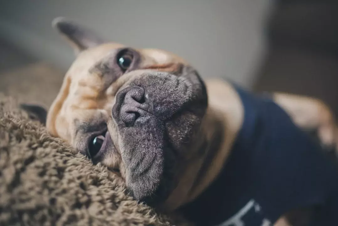 Articles sur nos Boubous - boubou d'amour Conseils bouledogue français